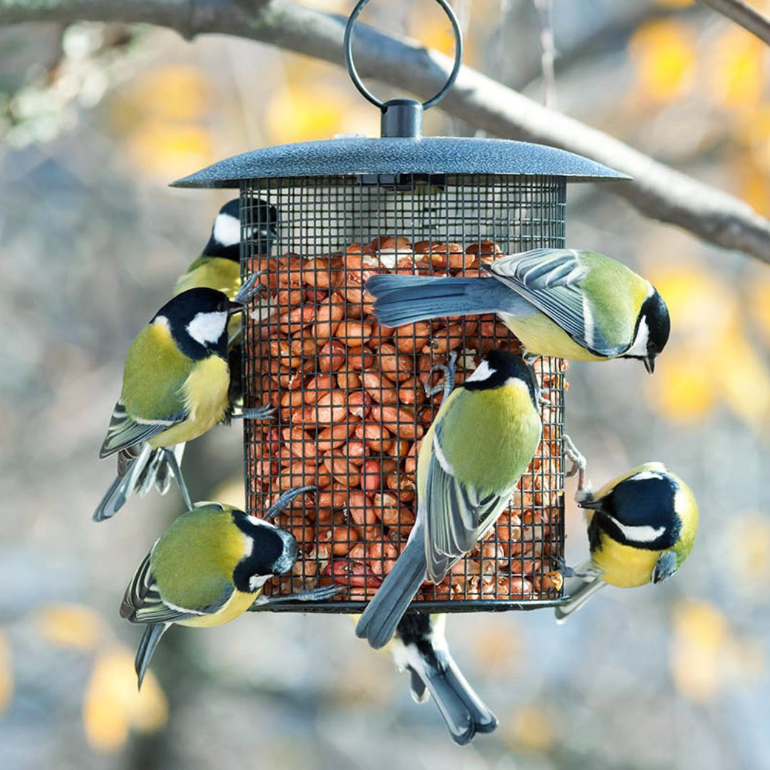 CARING FOR WILD BIRDS THIS WINTER WITH PETSTOP - Westend Shopping